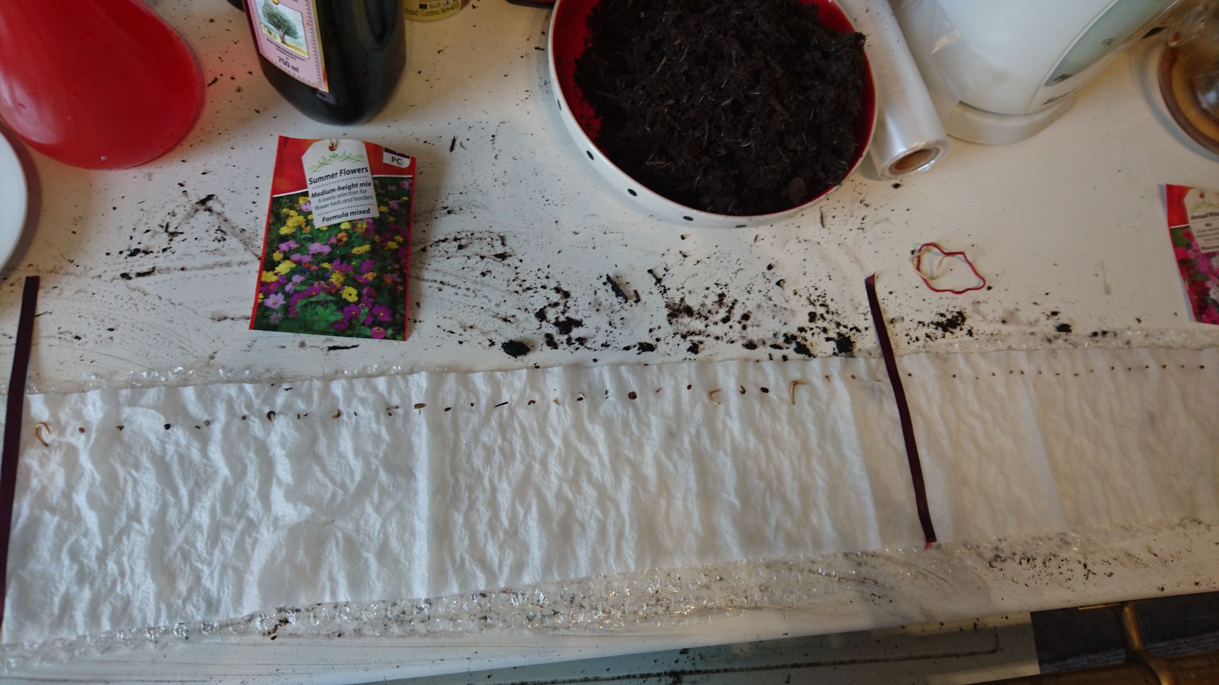 Easy and Economical Seeds Germination System : 8 Steps - Instructables