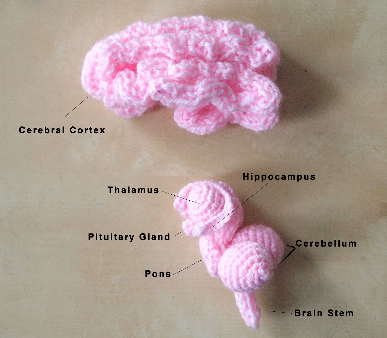 How To Make A Brain Model