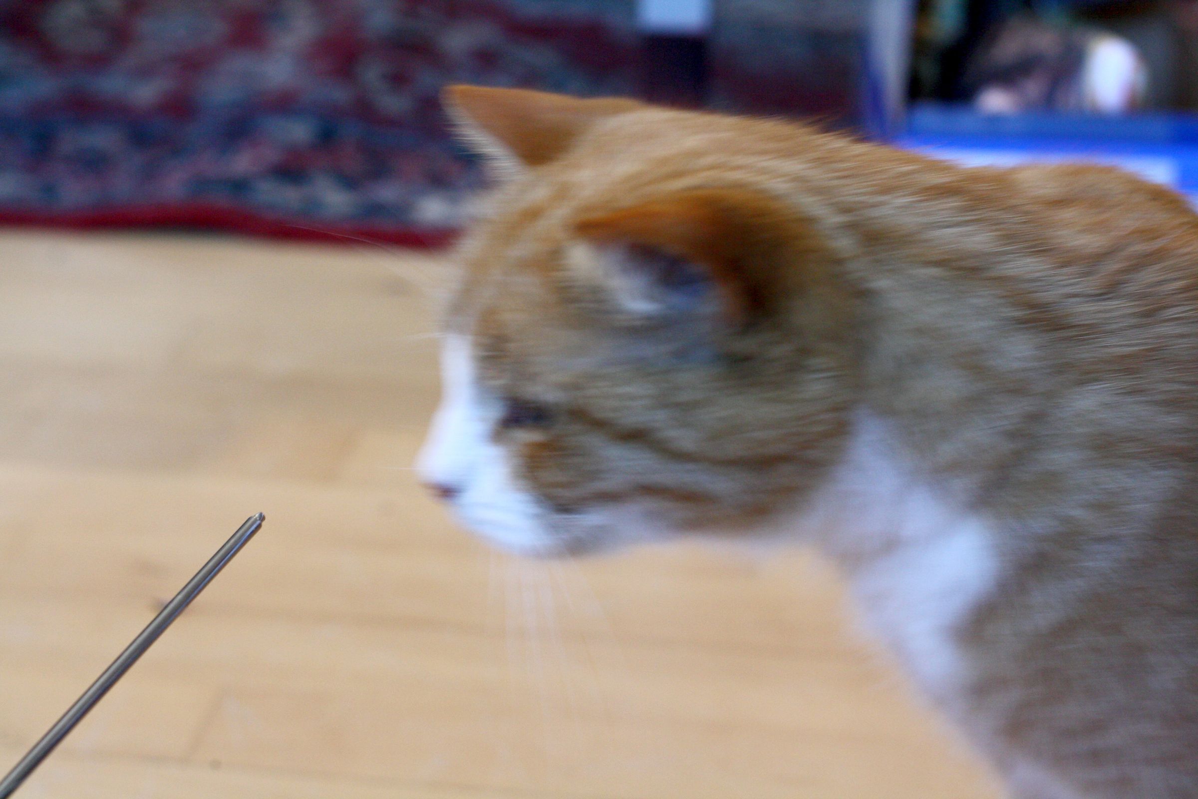 How to Clicker Train a Cat : 8 Steps (with Pictures) - Instructables
