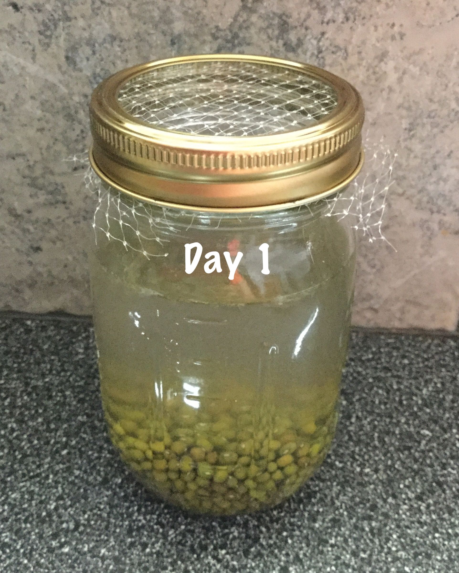 How to Grow Bean Sprouts : 5 Steps (with Pictures) - Instructables