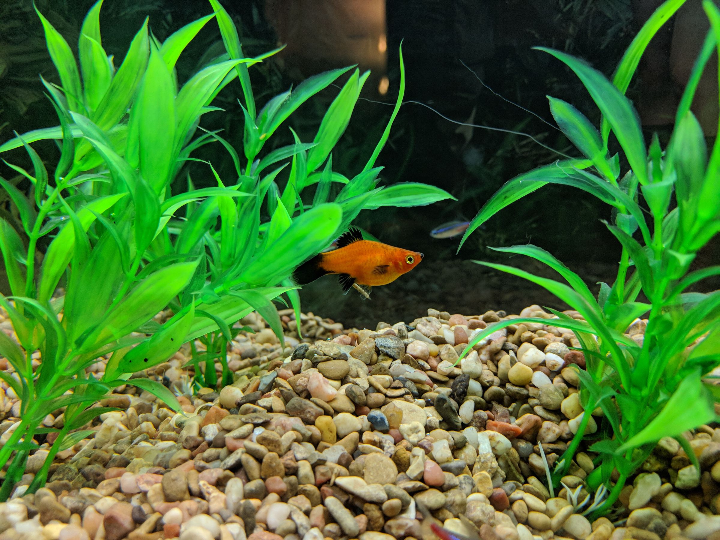 Build a TV Fish Tank : 6 Steps (with Pictures) - Instructables