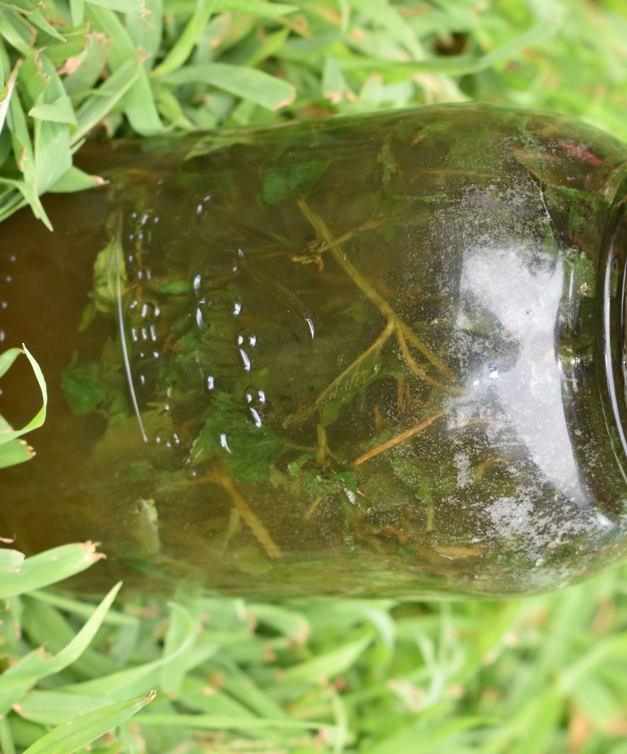 Cold Brew Wild Mint Tea : 6 Steps (with Pictures) - Instructables