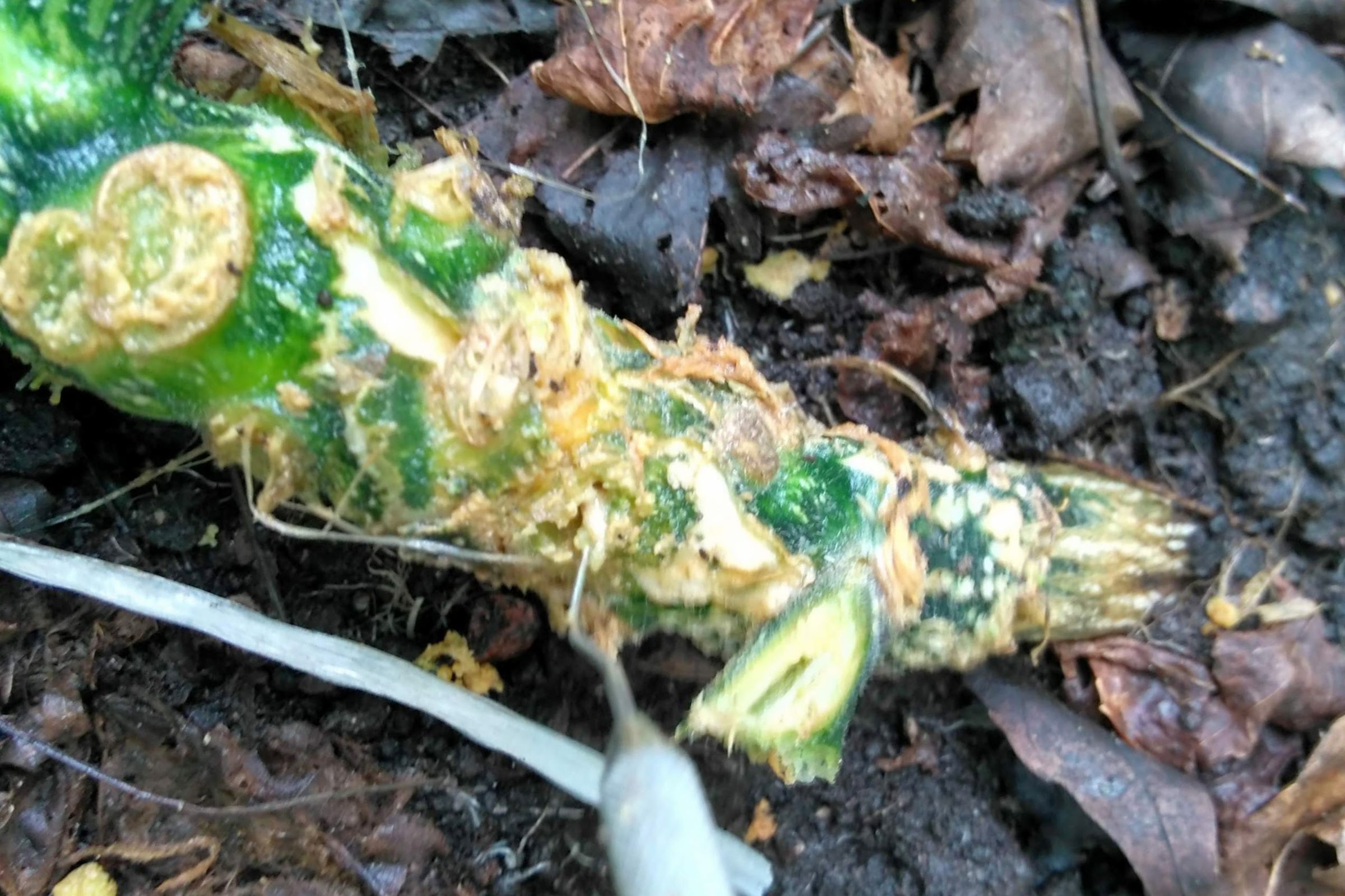 How to Hunt Vine Borers : 17 Steps (with Pictures) - Instructables