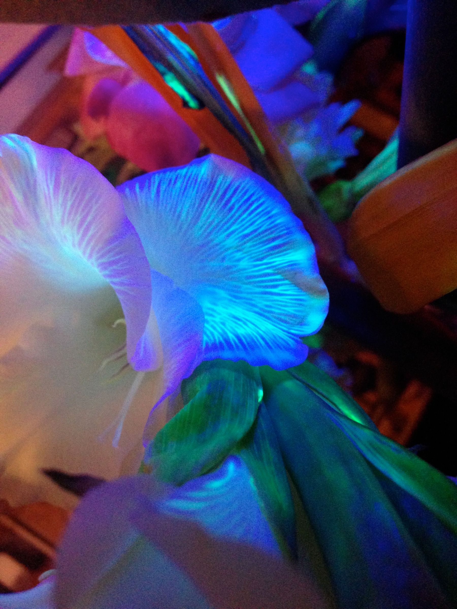 Bioluminescent Flowers