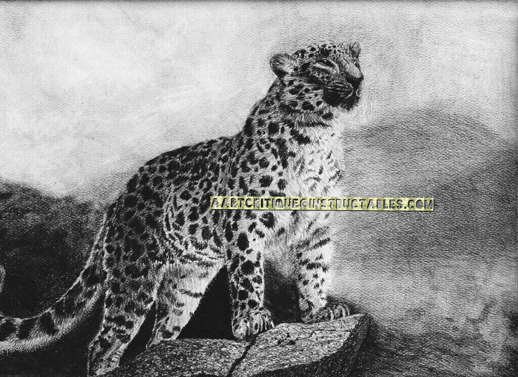 How to Draw an Amur Leopard on Pastel Paper : 5 Steps - Instructables