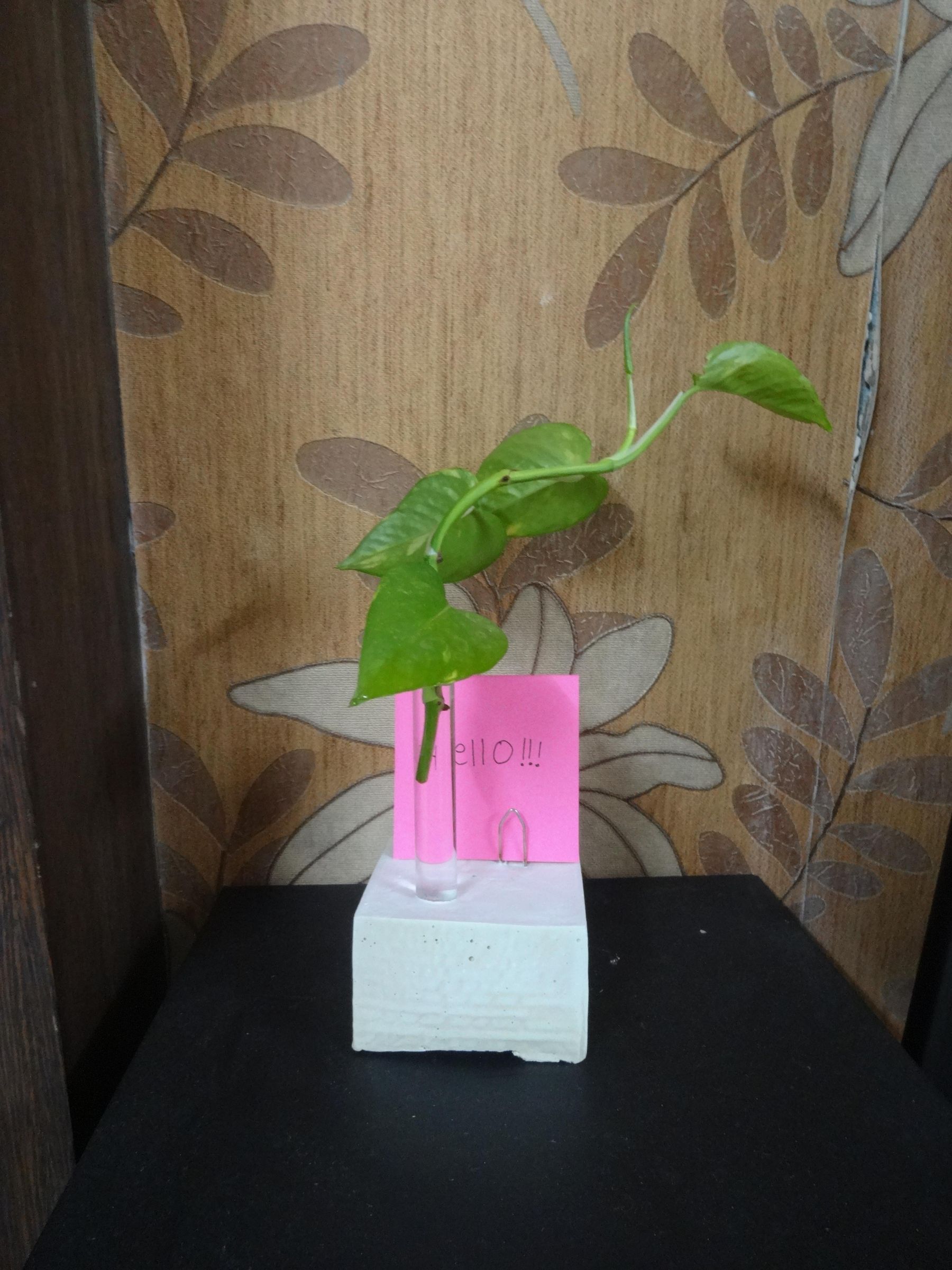 Diy Test Tube Planter : 5 Steps - Instructables