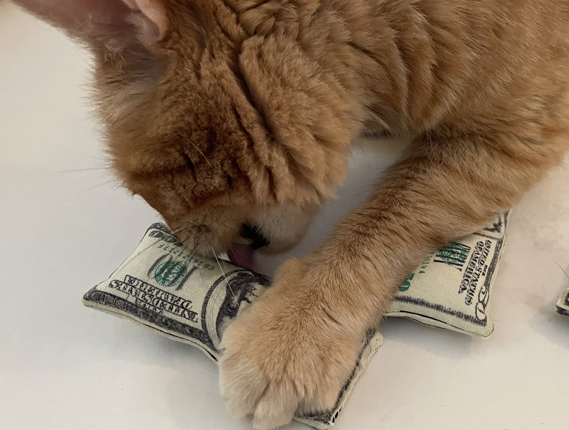 The World's Most Expensive Cat Toys : 6 Steps (with Pictures ...