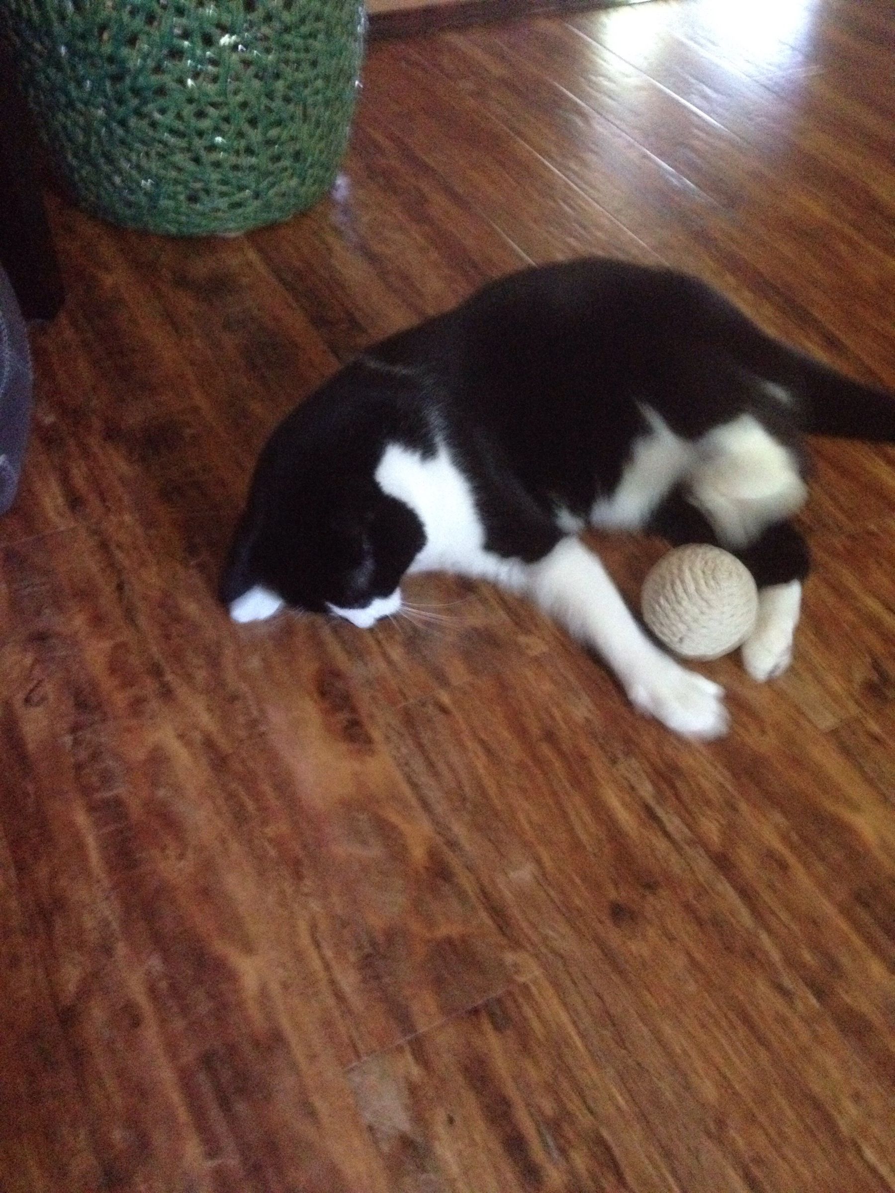Easy Cat Toy - Instructables