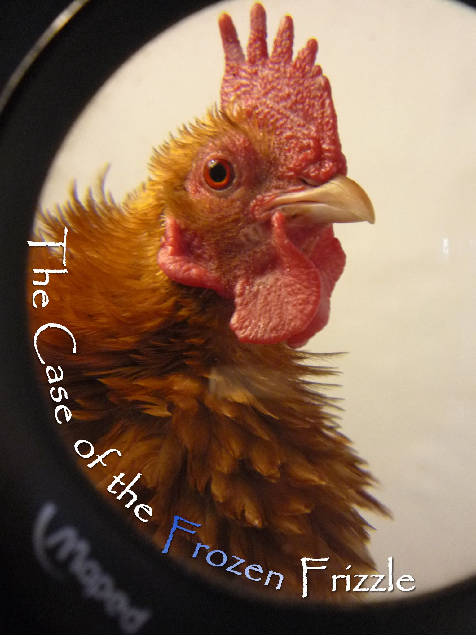 Caring for Organic Poultry in Cold Weather. the Case of the Frozen ...