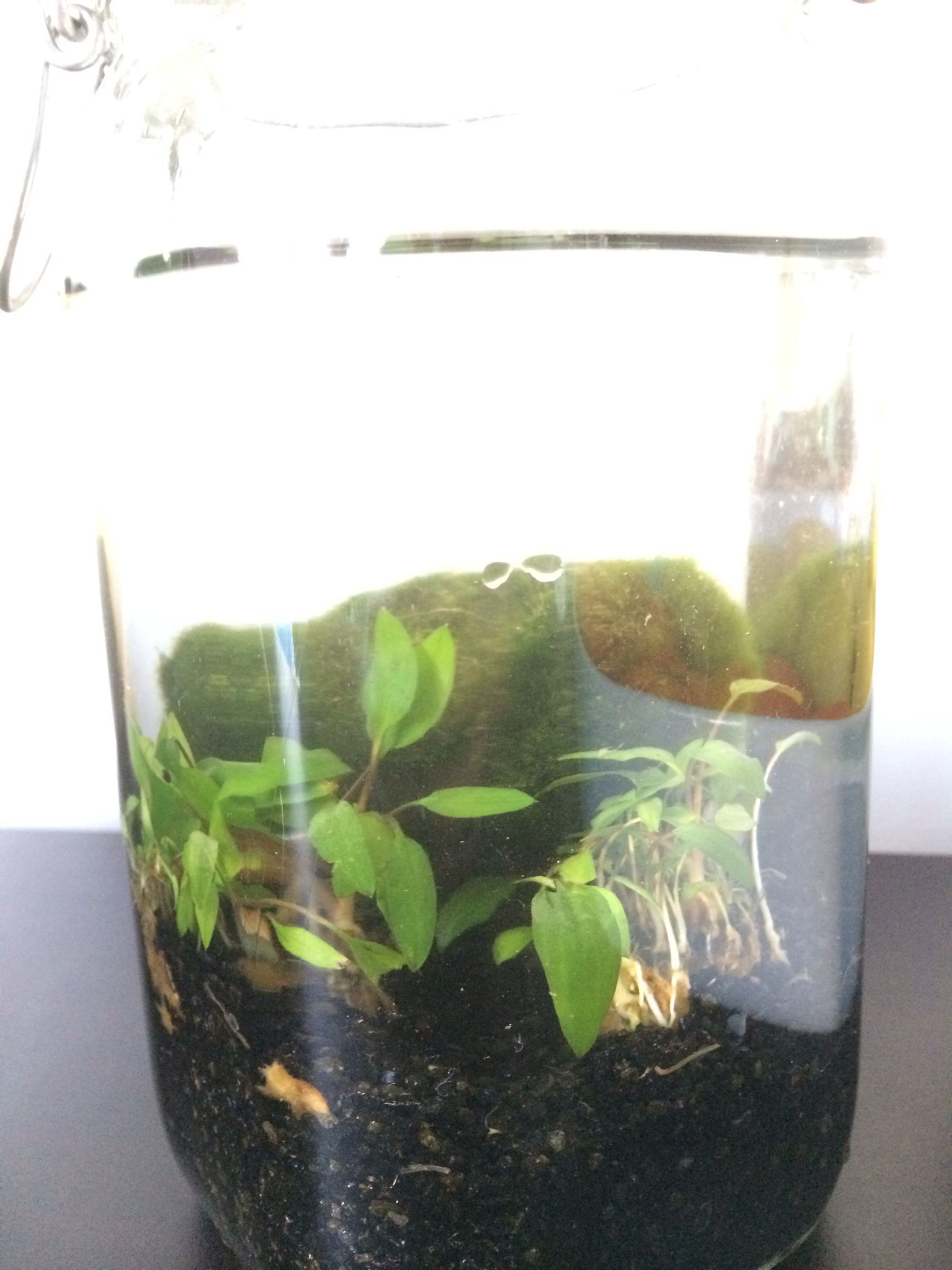 Build an Aquatic Ecosphere : 9 Steps - Instructables
