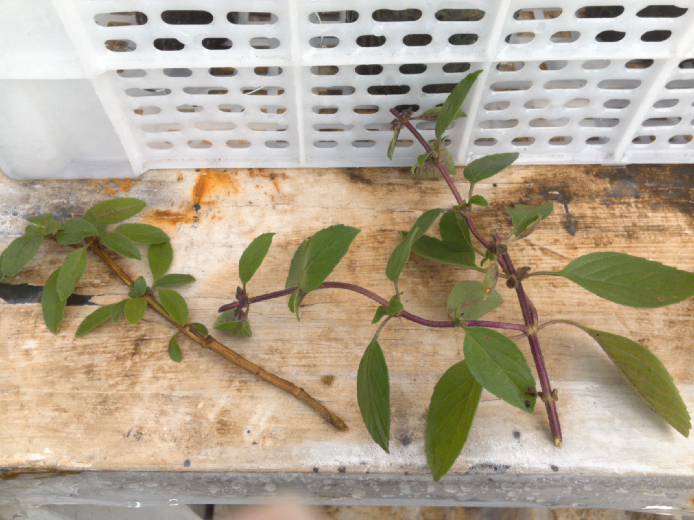 How to Reproduce Basil Without Seed : 4 Steps (with Pictures ...