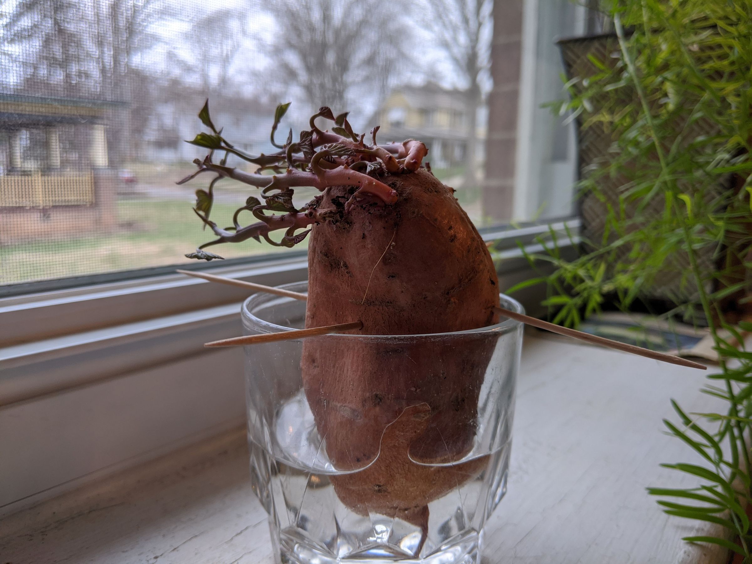 Grow a Sweet Potato From Home : 9 Steps - Instructables