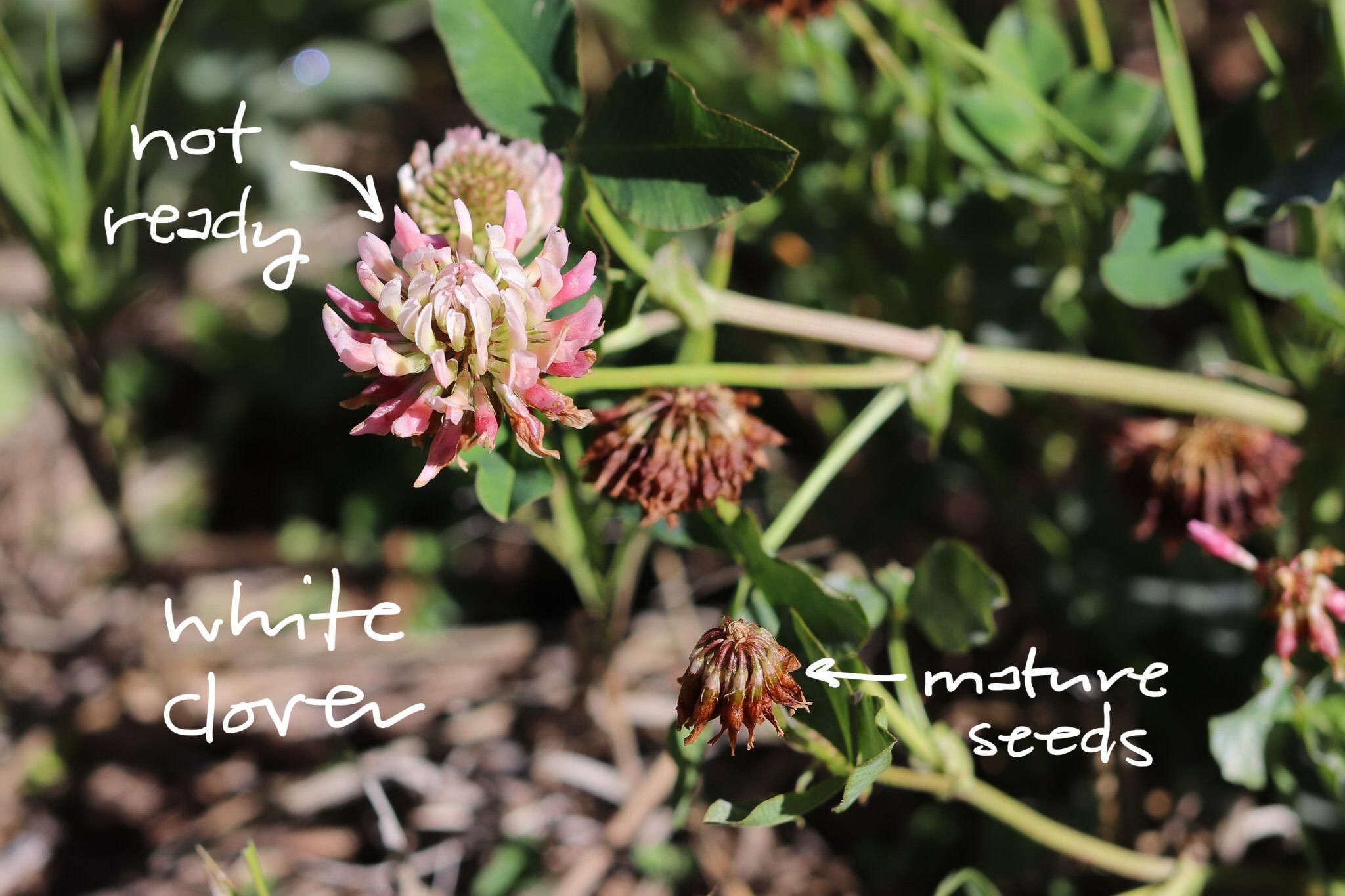 How to Gather Wildflower Seeds : 7 Steps (with Pictures) - Instructables