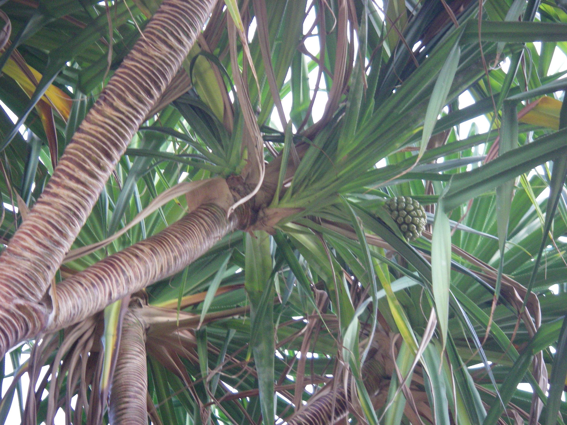 Make Paintbrushes From Pandanus Fruit : 4 Steps - Instructables