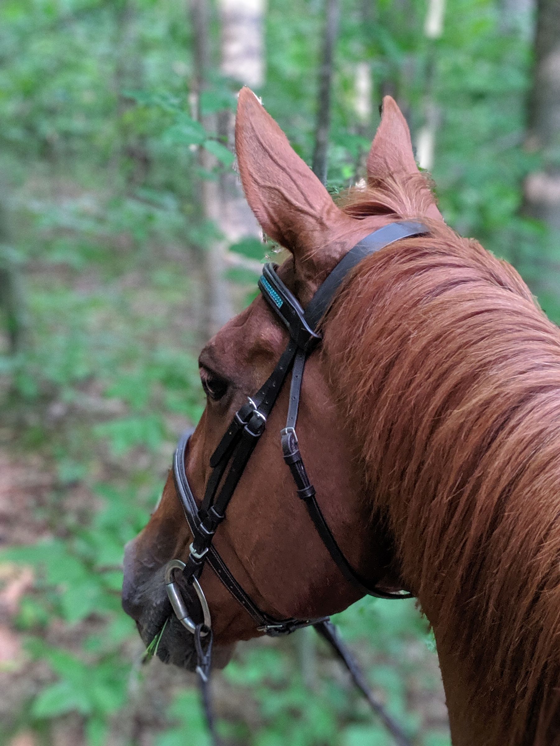 How to Put an English Bridle Together : 20 Steps - Instructables
