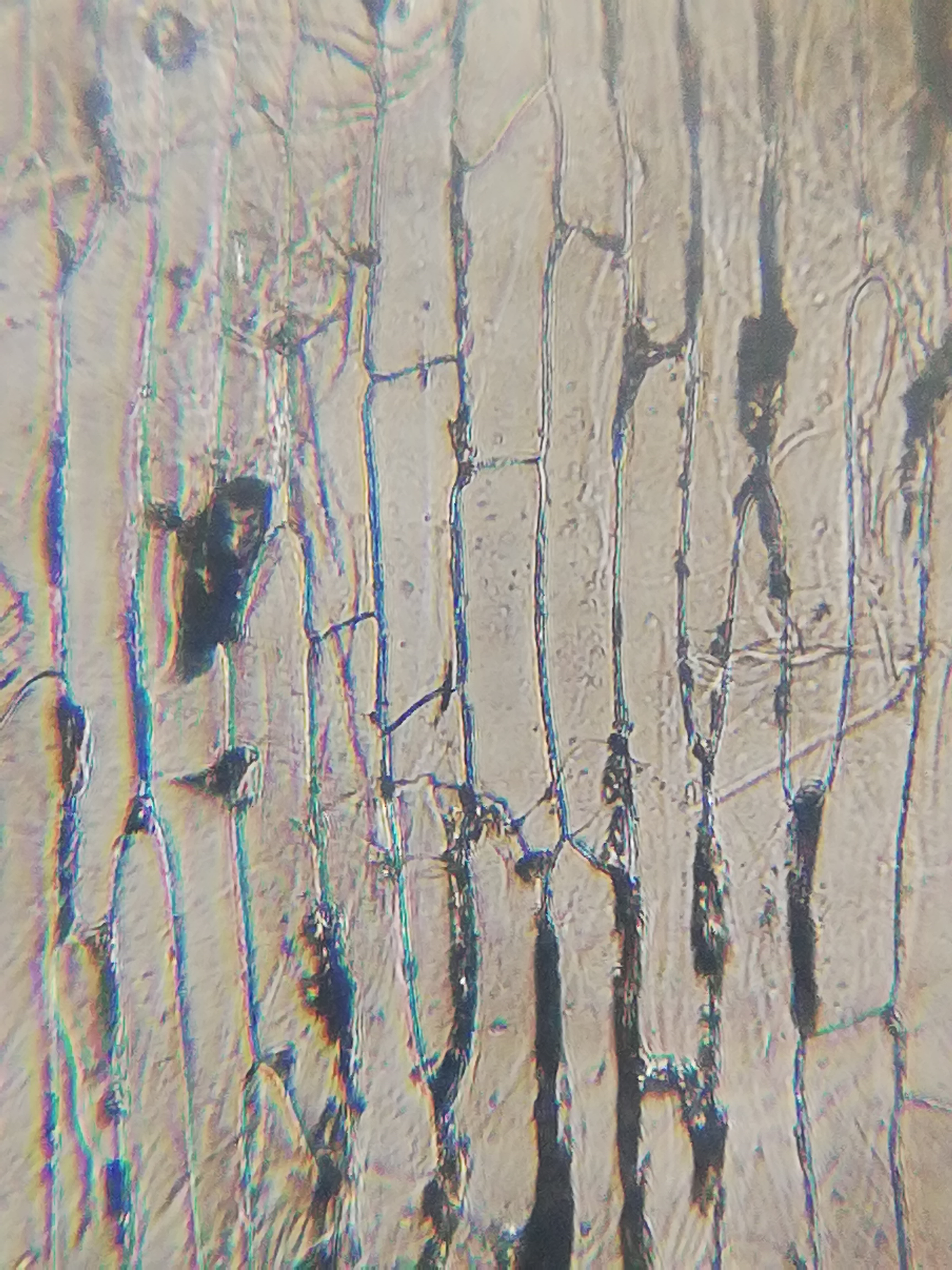 DIY X200 Microscope : 13 Steps (with Pictures) - Instructables