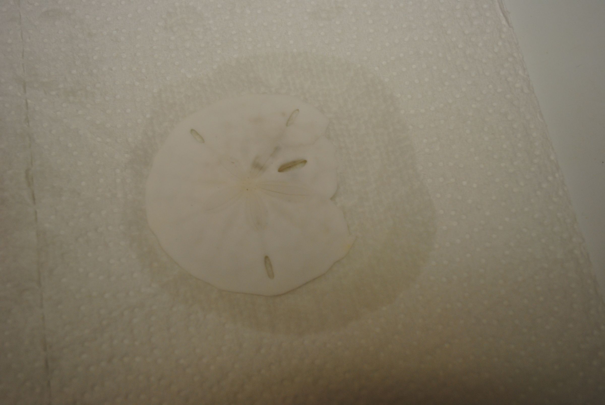 How to Bleach Sand Dollars : 6 Steps (with Pictures) - Instructables