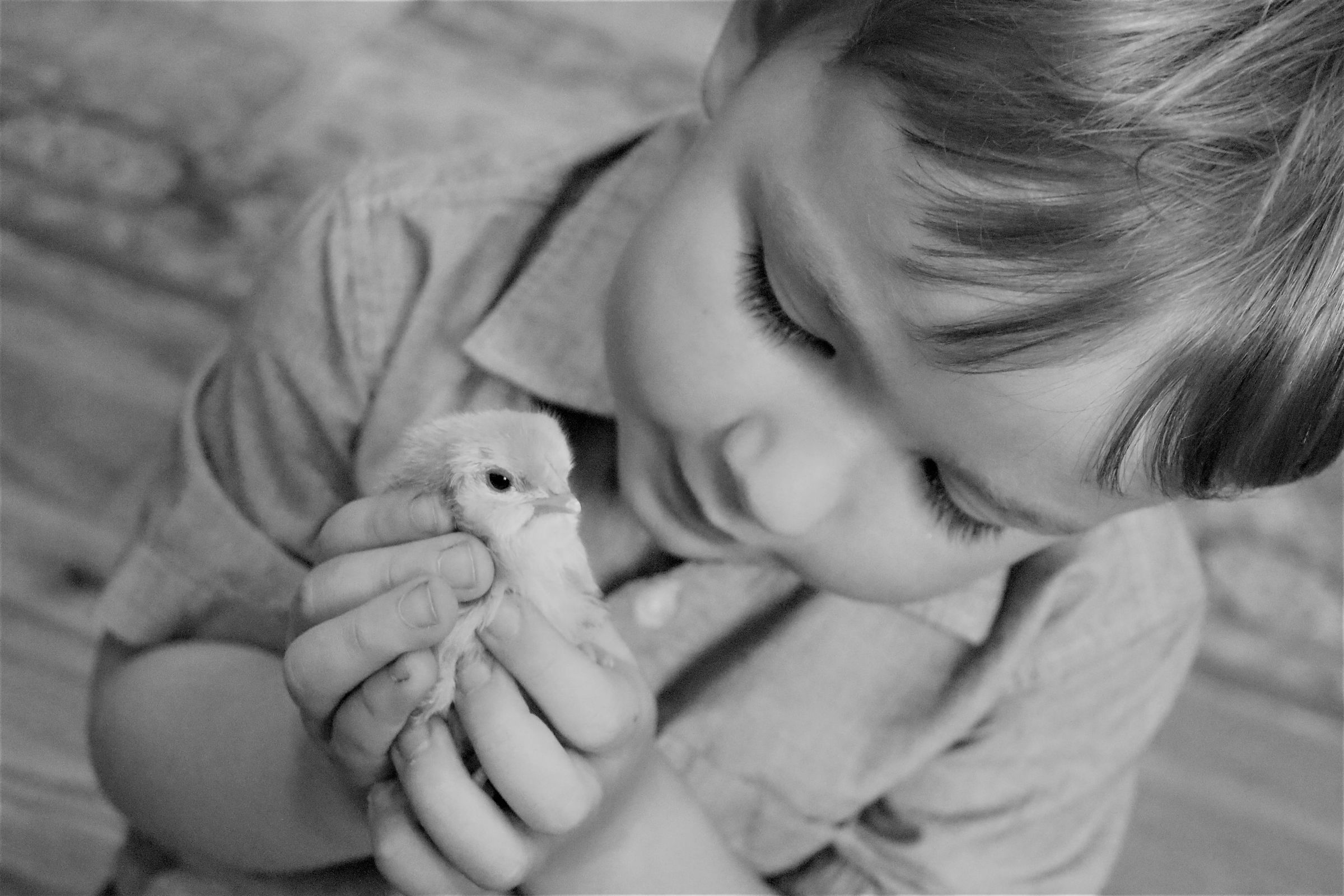 How to Hatch Pet Chicks (For Beginners!) : 13 Steps (with Pictures ...