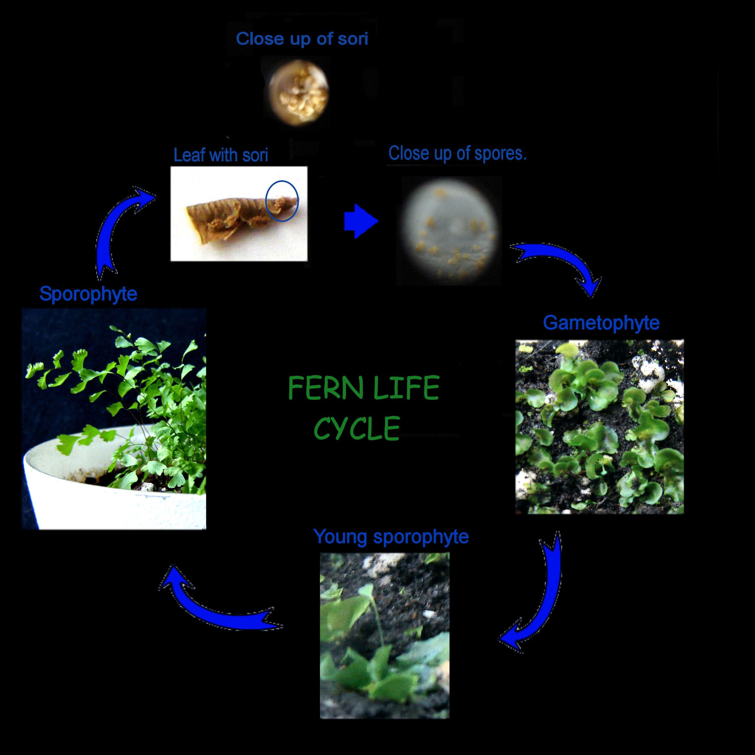 How to Grow Ferns From Spores (with Pictures) - Instructables