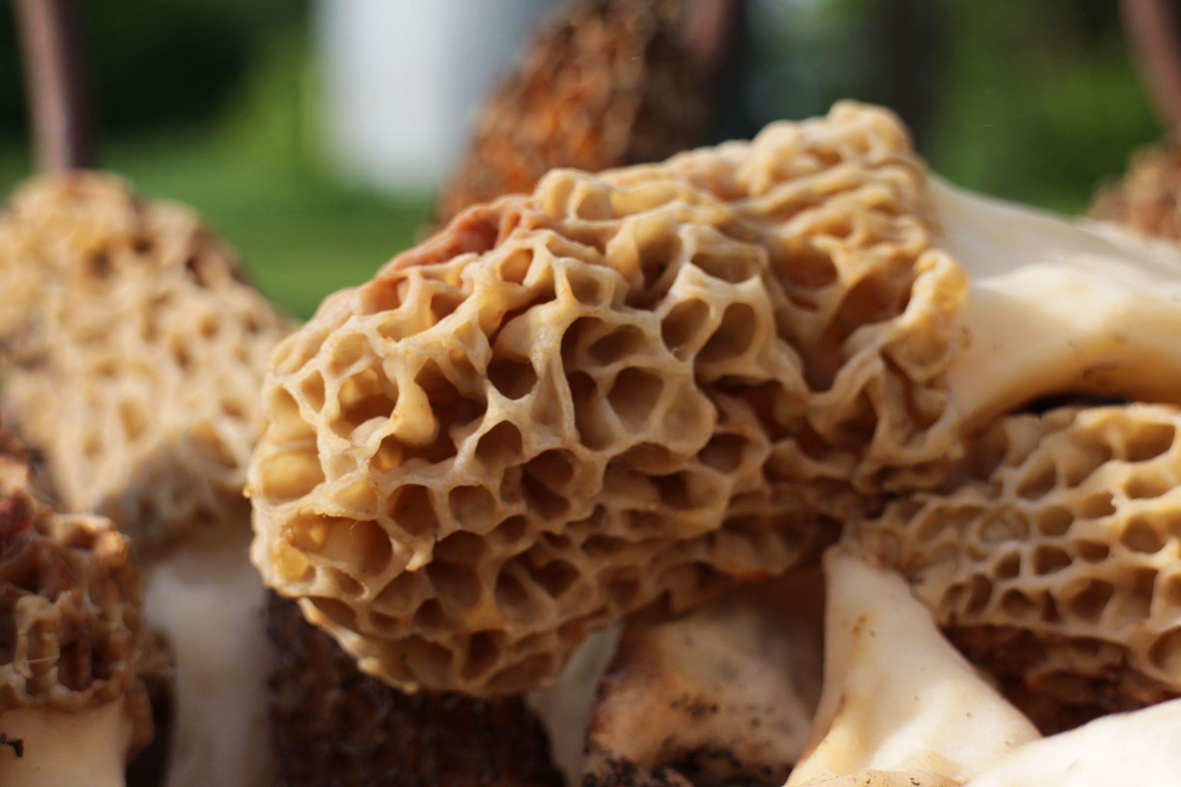 How to Hunt Morels : 10 Steps - Instructables