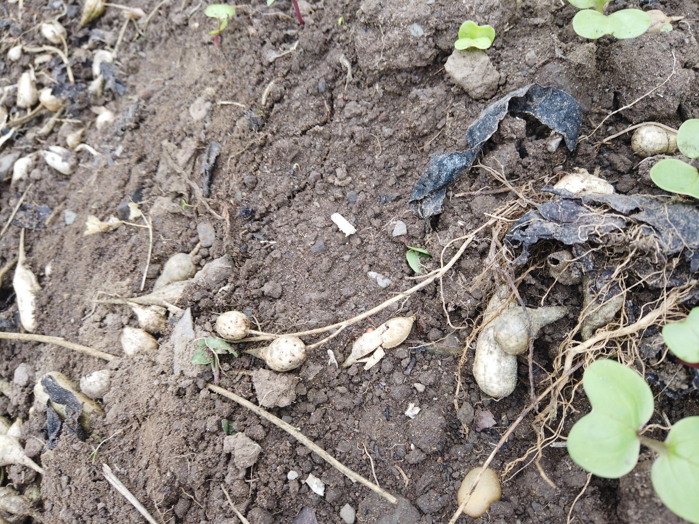 Growing Turnips Using Cardboard : 3 Steps - Instructables