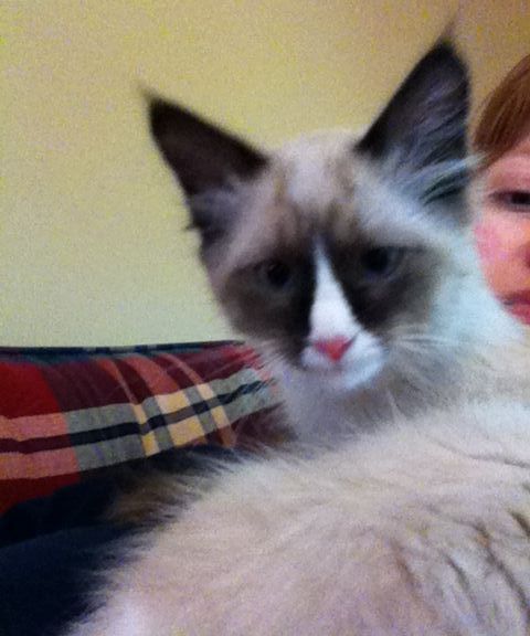 Minecraft Hunter Guide - Instructables