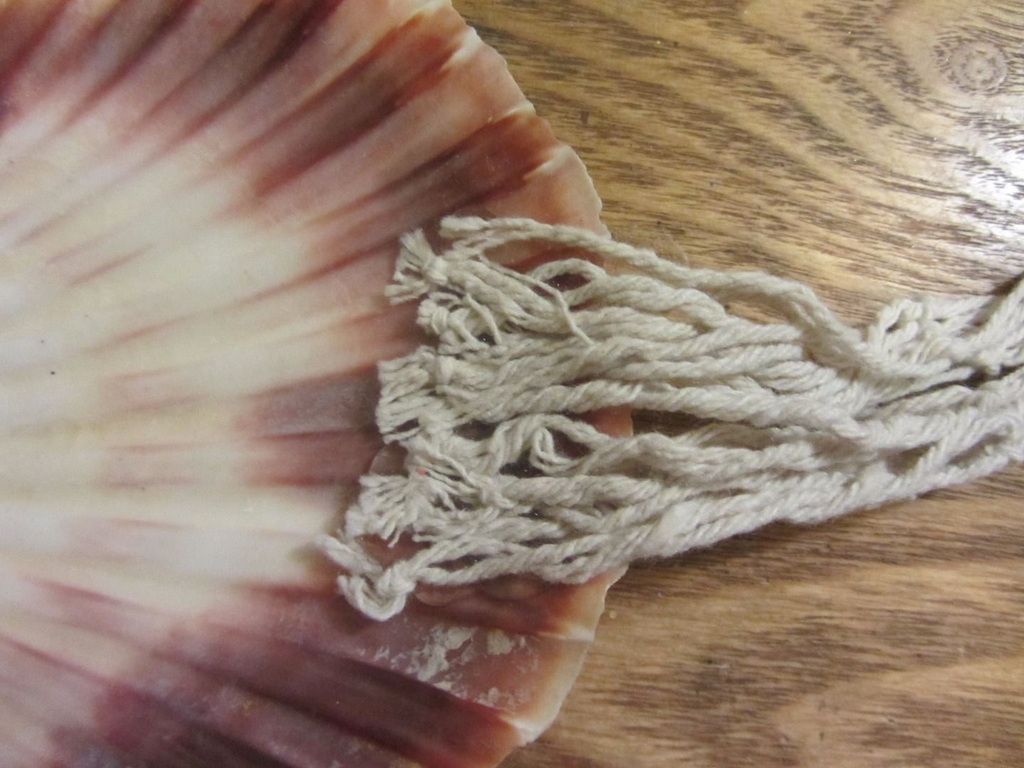 DIY Mermaid Shell Bra : 5 Steps (with Pictures) - Instructables