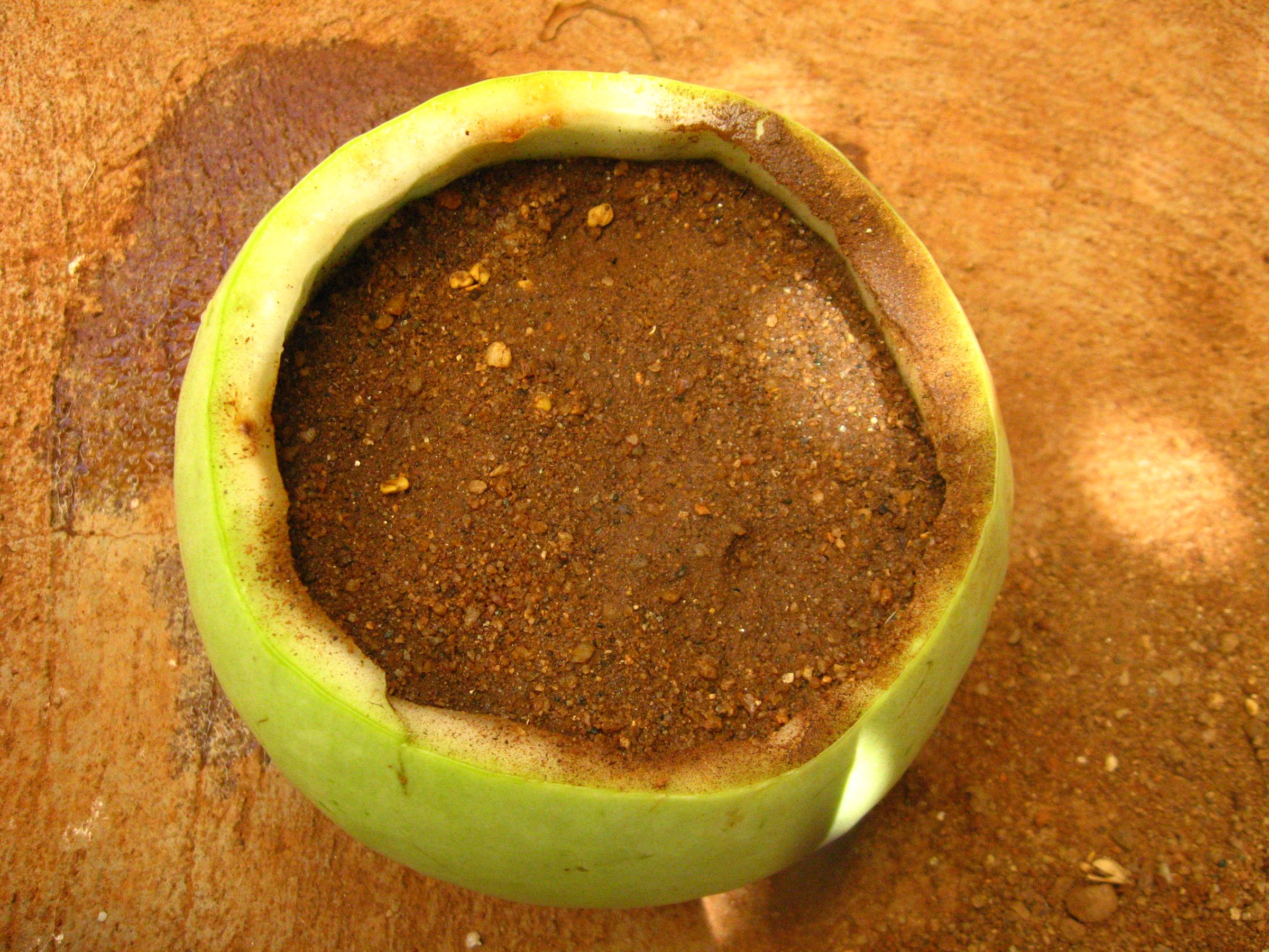 Seed Germination With Bottle Gourd Shell As Planter : 6 Steps (with ...