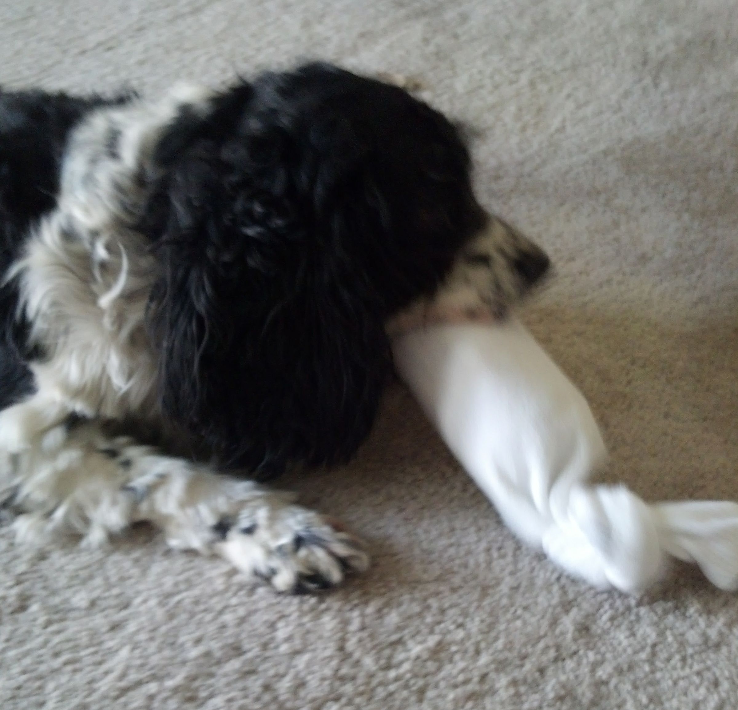 Sock Bottle Dog Toy - Instructables