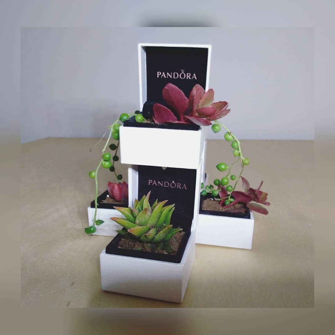 Jewel Plants Composition Realized With Empty Jewelry Boxes : 4 Steps ...