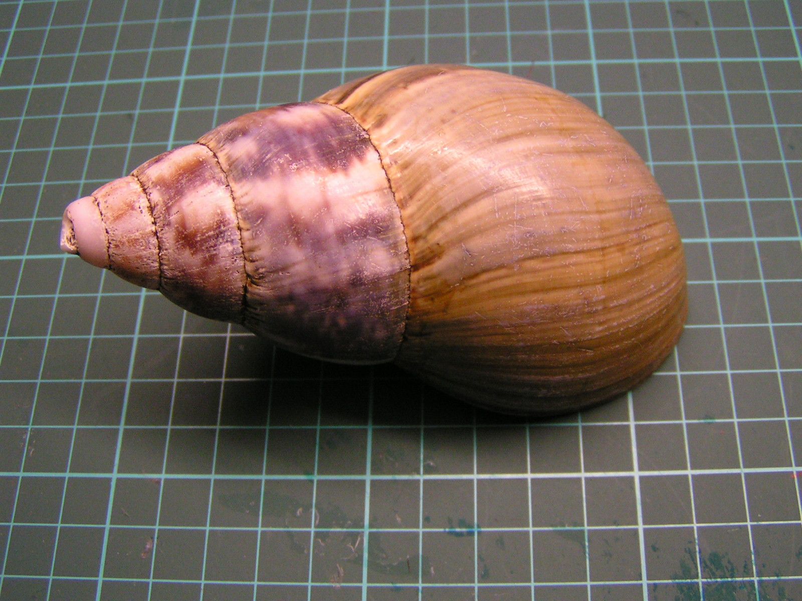 Grow Your Own Musical Instrument - an Environmentally-sustainable Conch ...