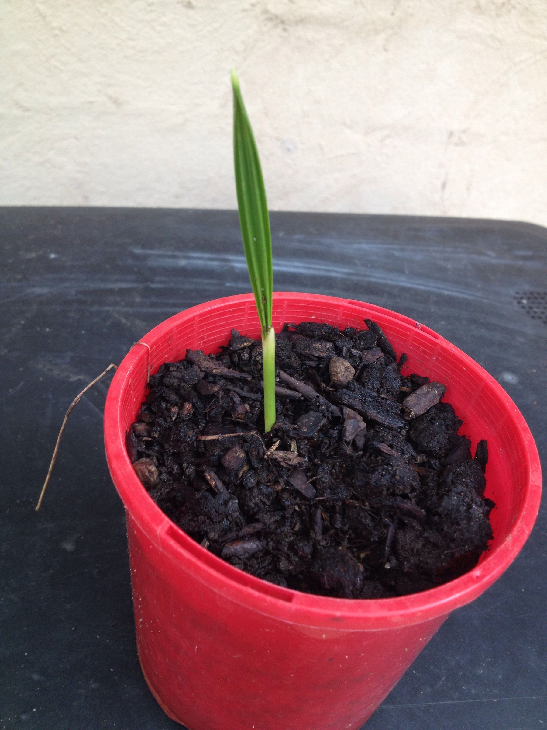 Easy Way to Grow Seedlings Using a Worm Farm : 3 Steps - Instructables