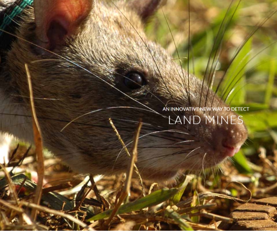 RatPack : Wearable Technology for the African Giant Pouched Rat : 13 ...