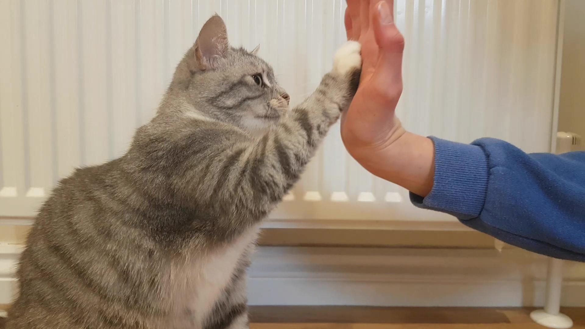 Training a Maypole Dancing Cat! : 4 Steps (with Pictures) - Instructables