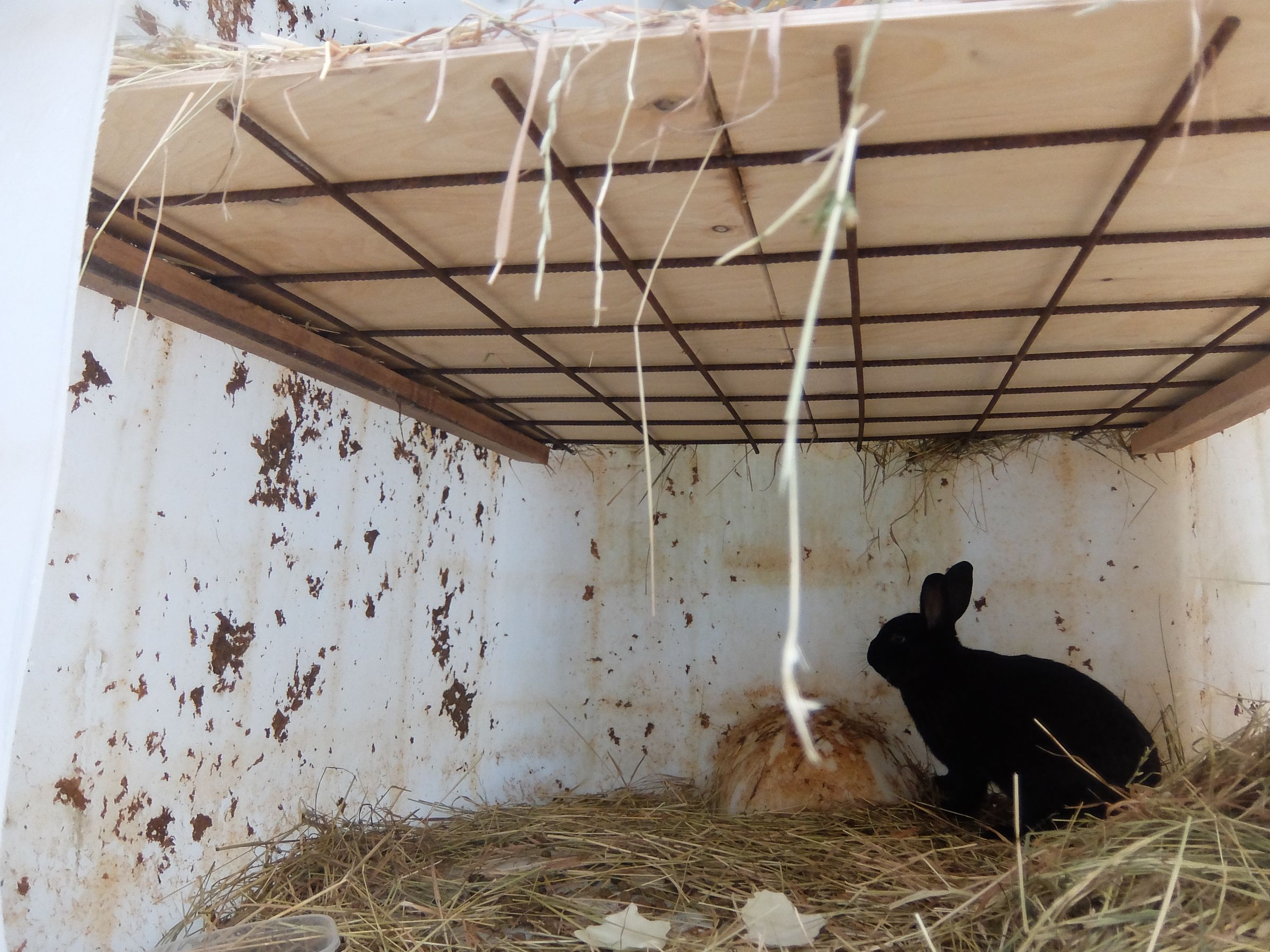 IBC Container Rabbit Hutch : 8 Steps (with Pictures) - Instructables