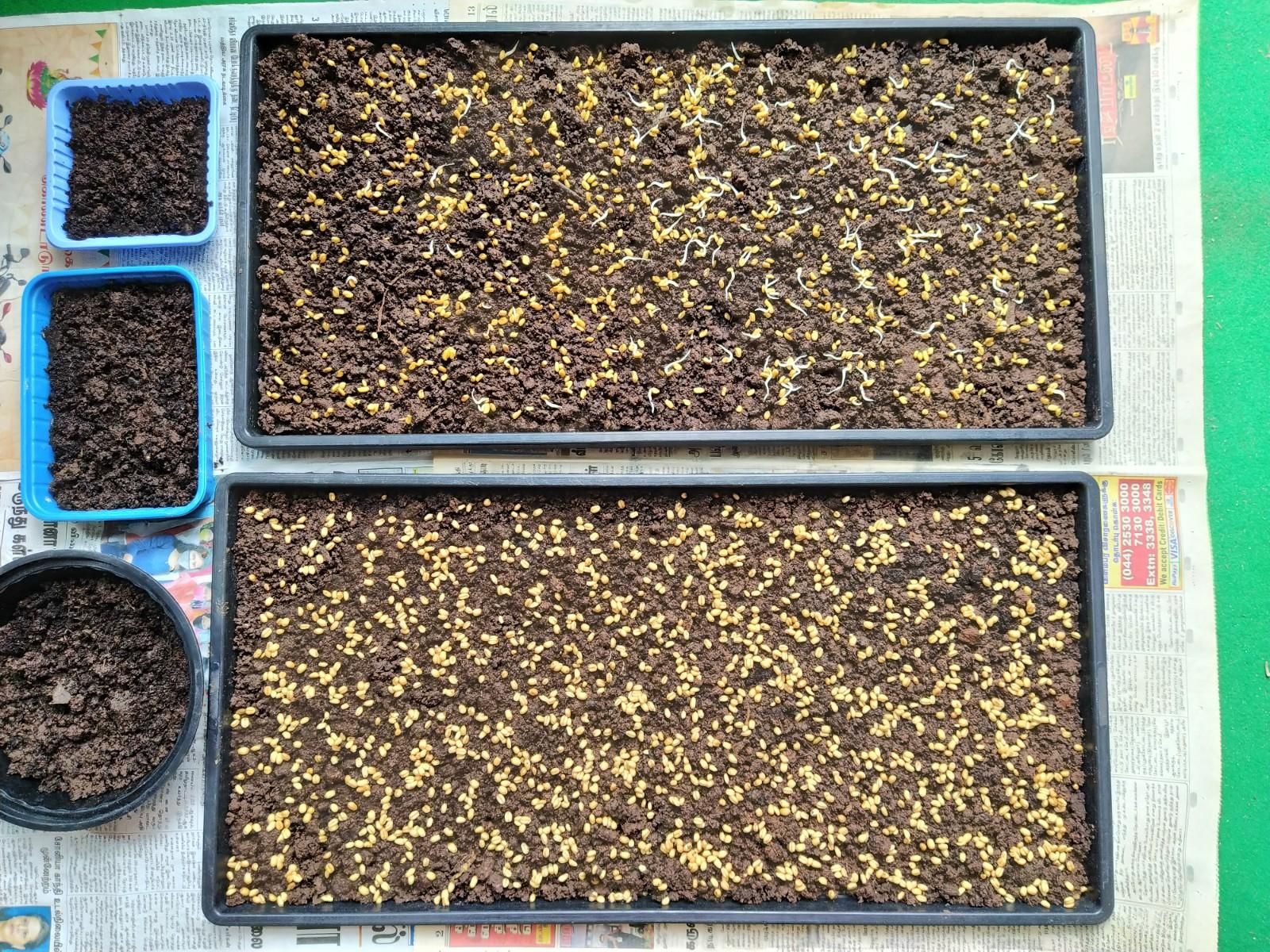 Basic Guide to Grow Micro 'green' : 14 Steps (with Pictures ...