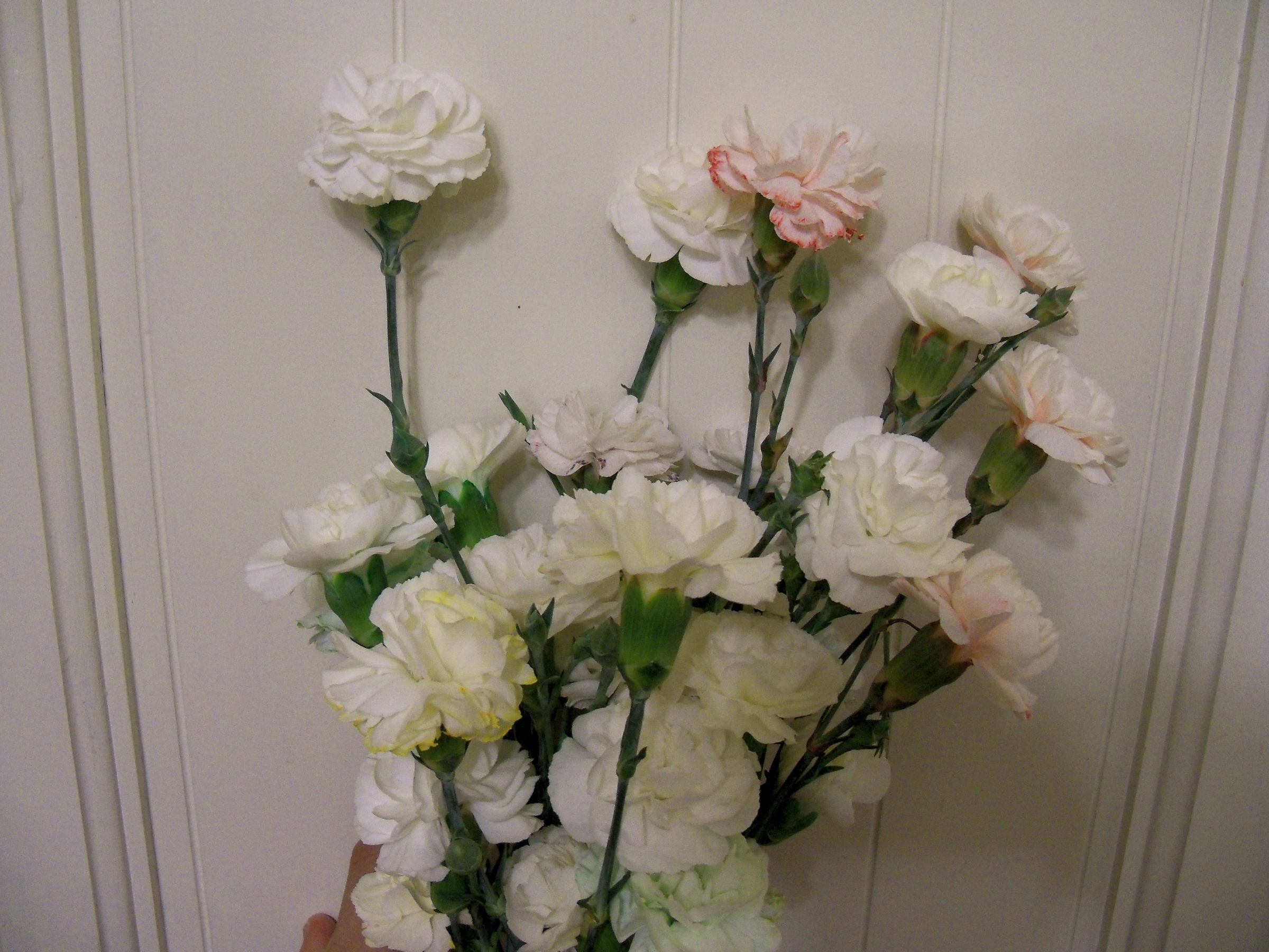 Make Multicolored Carnations . . . With Science! : 5 Steps (with ...