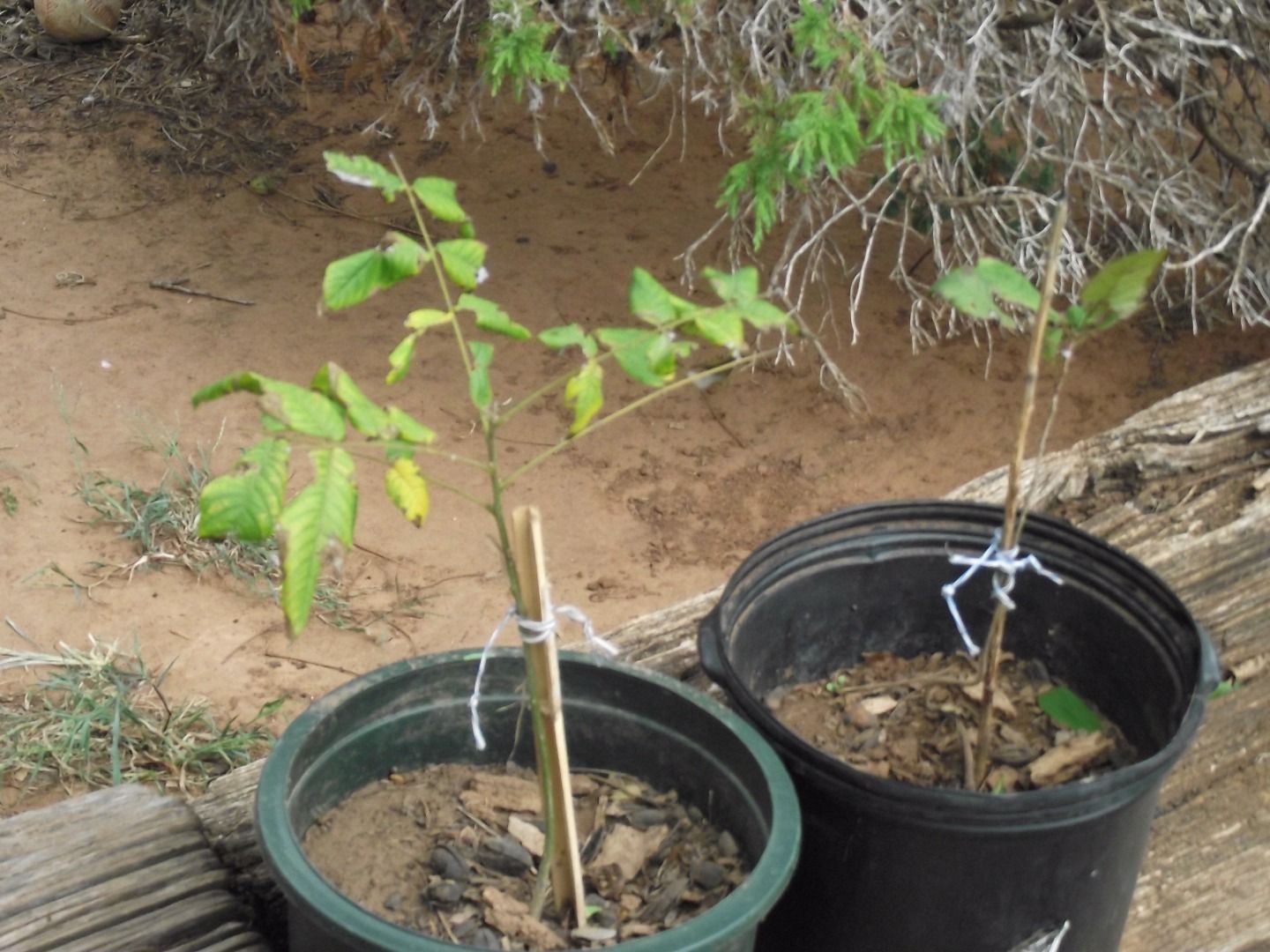 TRANSPLANTING PECAN TREES : 5 Steps (with Pictures) - Instructables