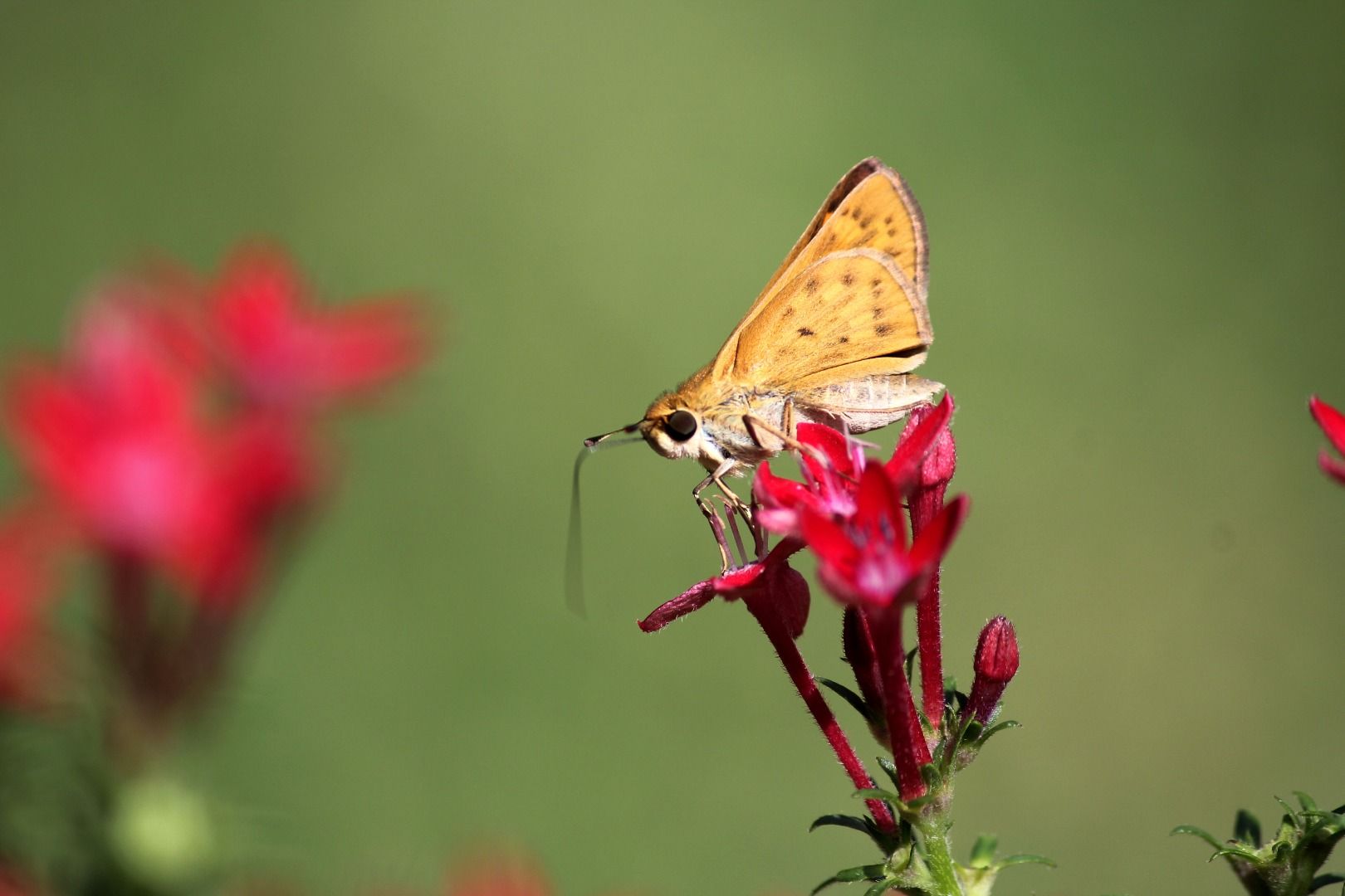 Butterfly Photography : 6 Steps (with Pictures) - Instructables