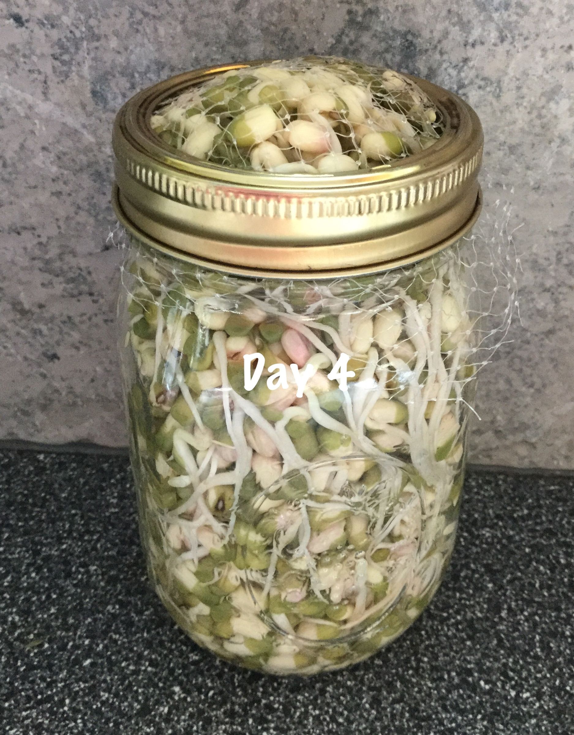 How to Grow Bean Sprouts : 5 Steps (with Pictures) - Instructables