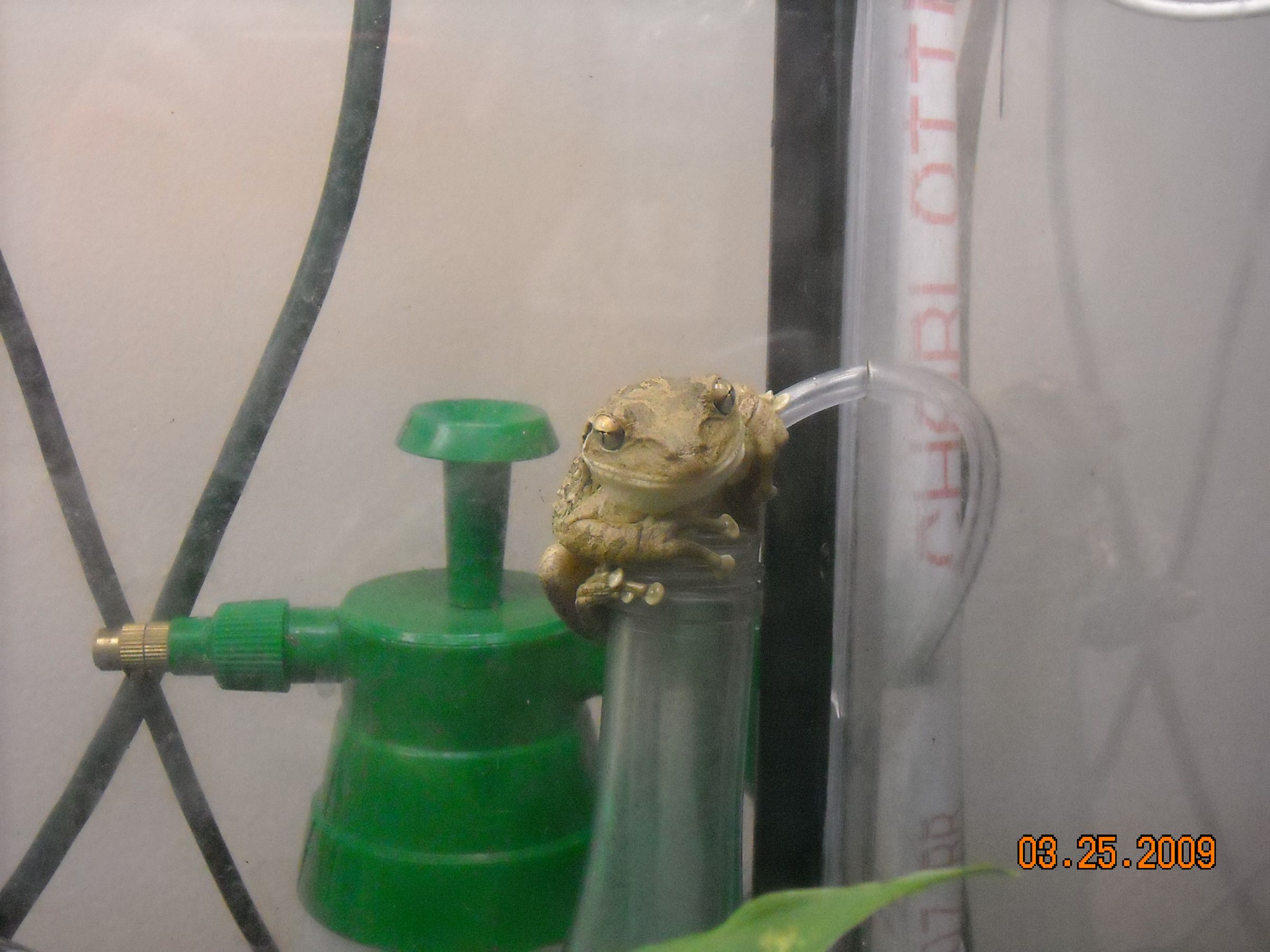 Frog Water Bottle - Instructables
