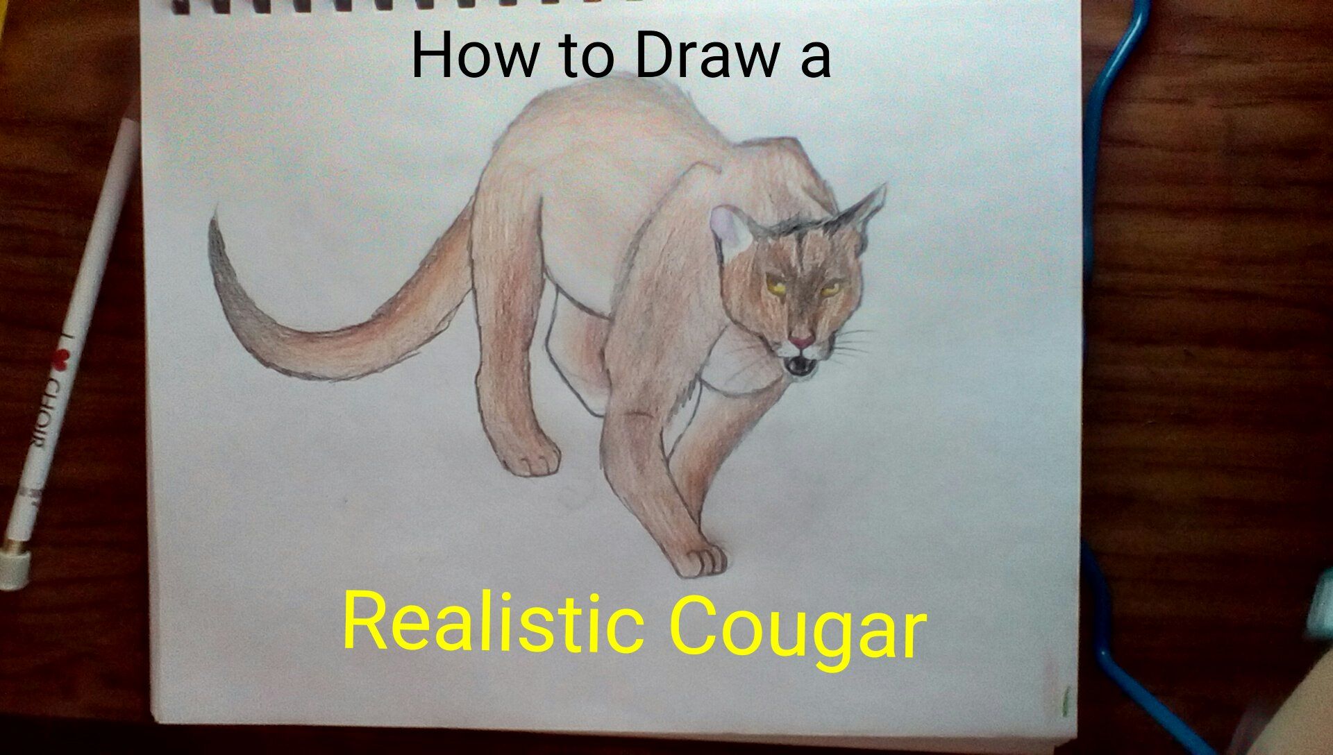 Cougar Drawing Color
