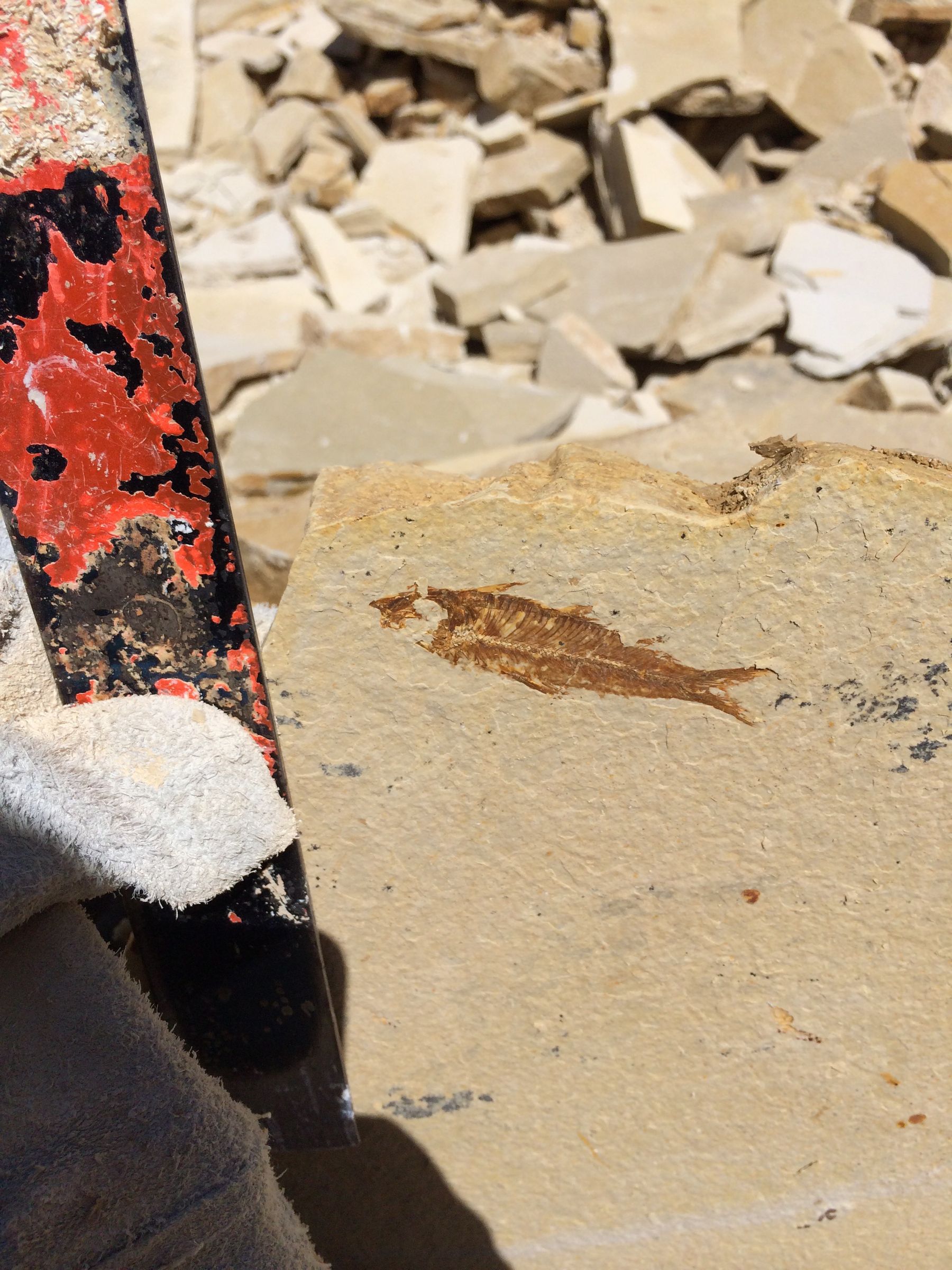 Split Limestone to Find Fossils!! : 4 Steps (with Pictures) - Instructables