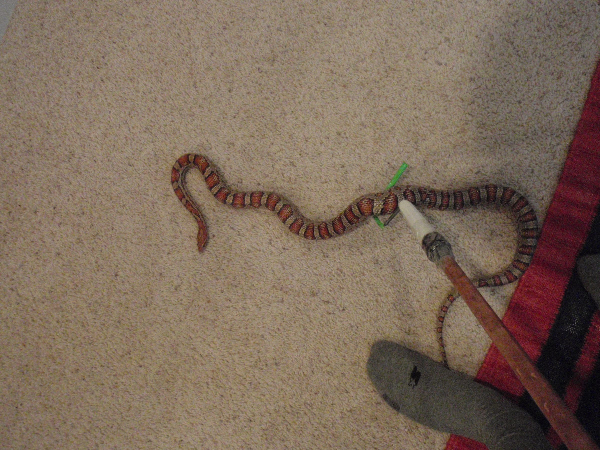 New and Improved Snake Hook - Instructables