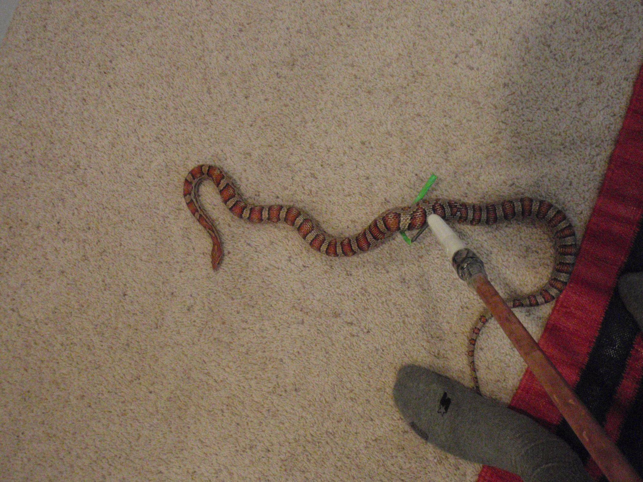 New and Improved Snake Hook - Instructables