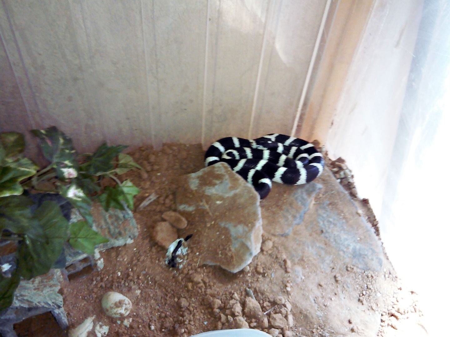 Simple Snake-Catching Snare : 4 Steps (with Pictures) - Instructables