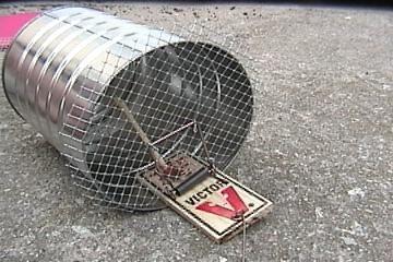Live Catch Trap : 8 Steps - Instructables