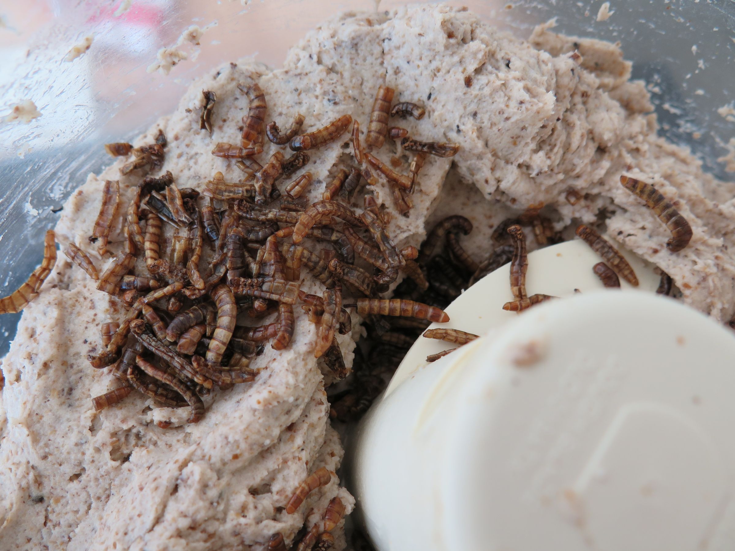 Mealworm French Bread.. Gluten Free : 12 Steps (with Pictures ...