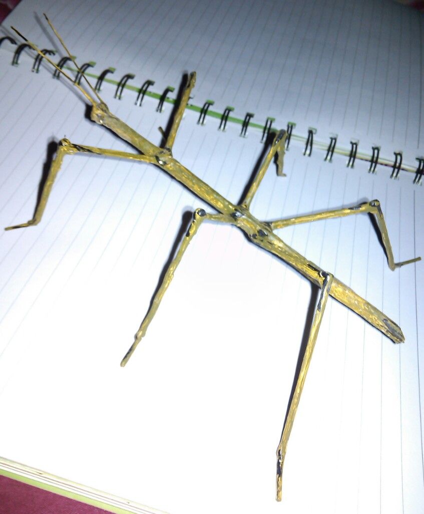 Stick Insect- Make at Home : 4 Steps - Instructables