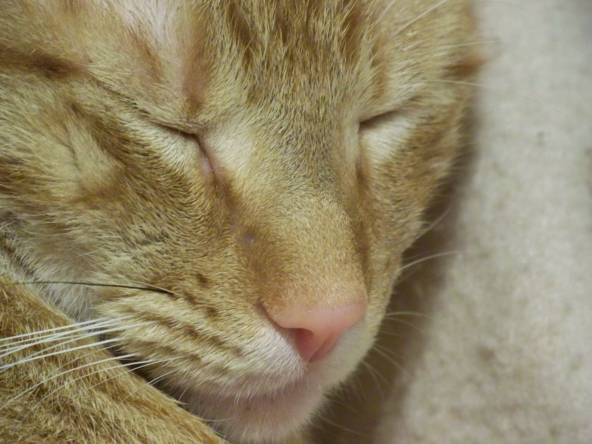 How to Make Your Cat Purr : 7 Steps (with Pictures) - Instructables